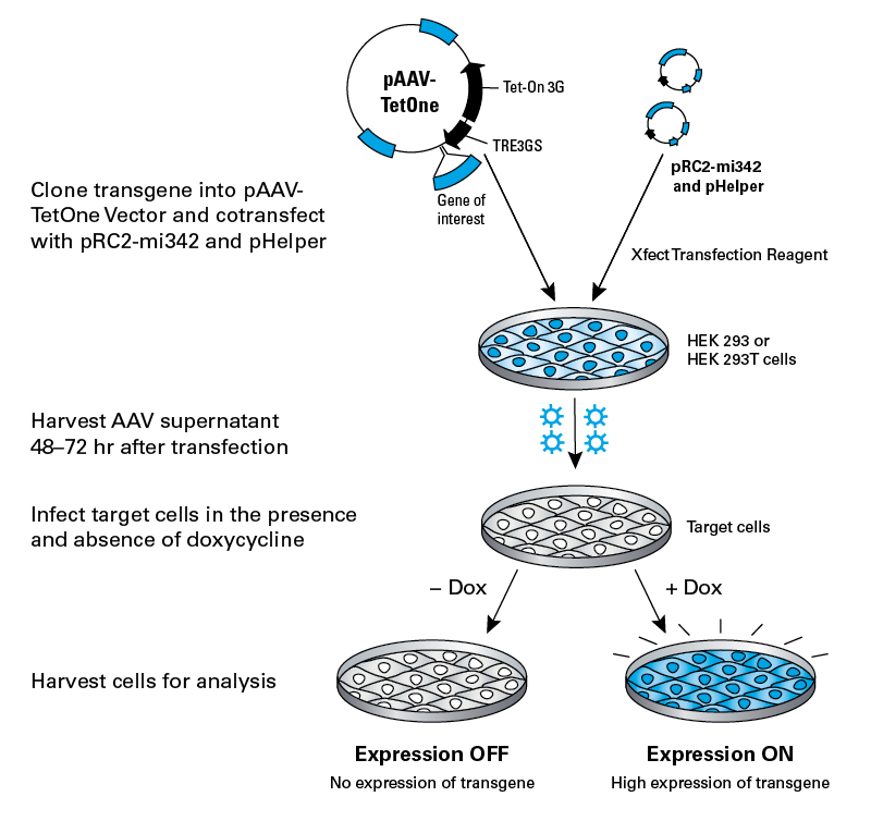 Tetracycline inducible expression—Tet-One systems Tetracycline inducible expression—Tet-One systems